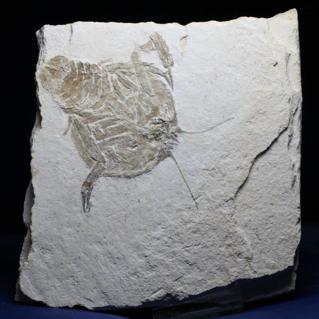 Panzerkrebs - Krautworst-Fossils.de