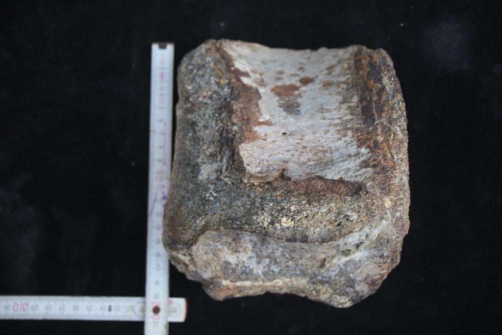 Camarasaurus - Krautworst-Fossils.de