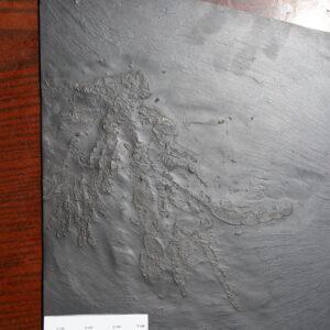 Shop - Krautworst-Fossils.de