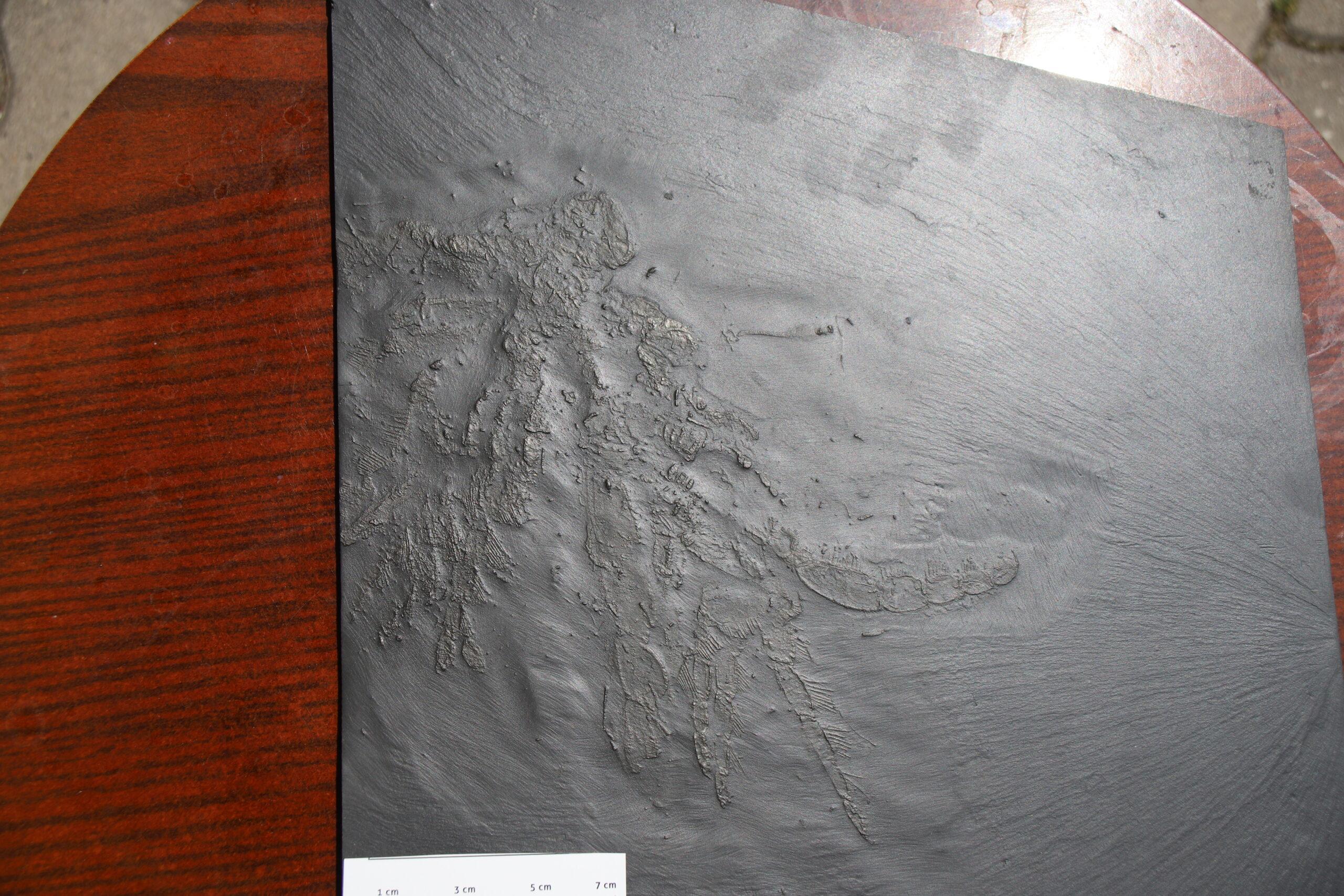 Palaeoisopus problematicus - Krautworst-Fossils.de