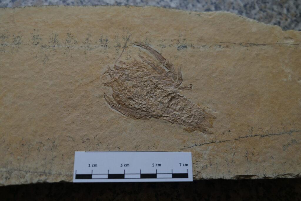 Eryon cuvieri sp. - Krebs - Krautworst-Fossils.de