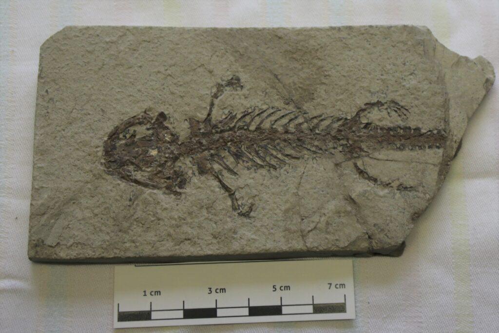 Salamander - Chelotriton paradoxus - Krautworst-Fossils.de